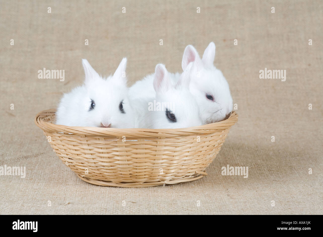 three bunny in the basket Stock Photo - Alamy