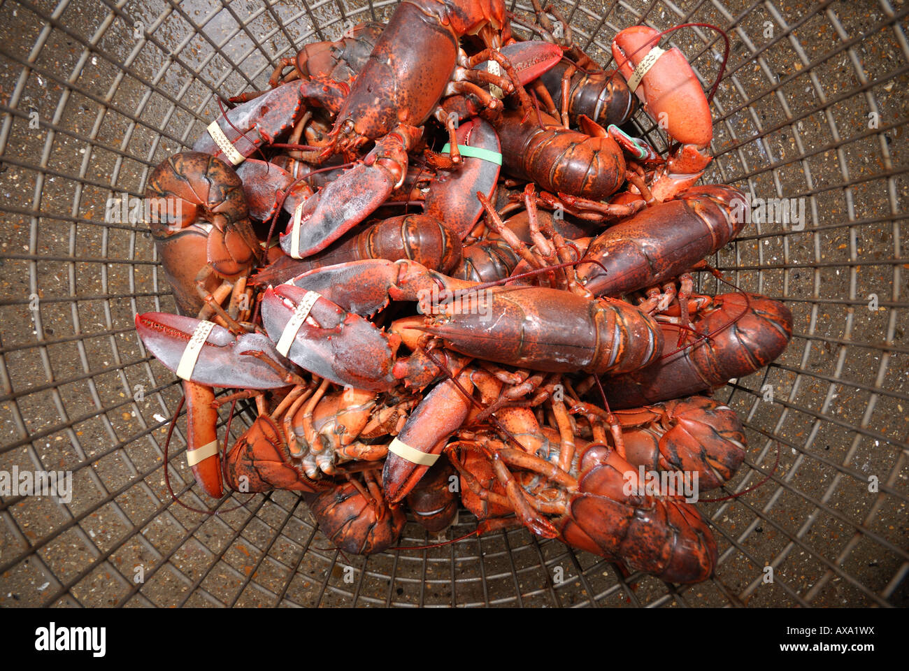 Lobster ready for the table Stock Photo - Alamy