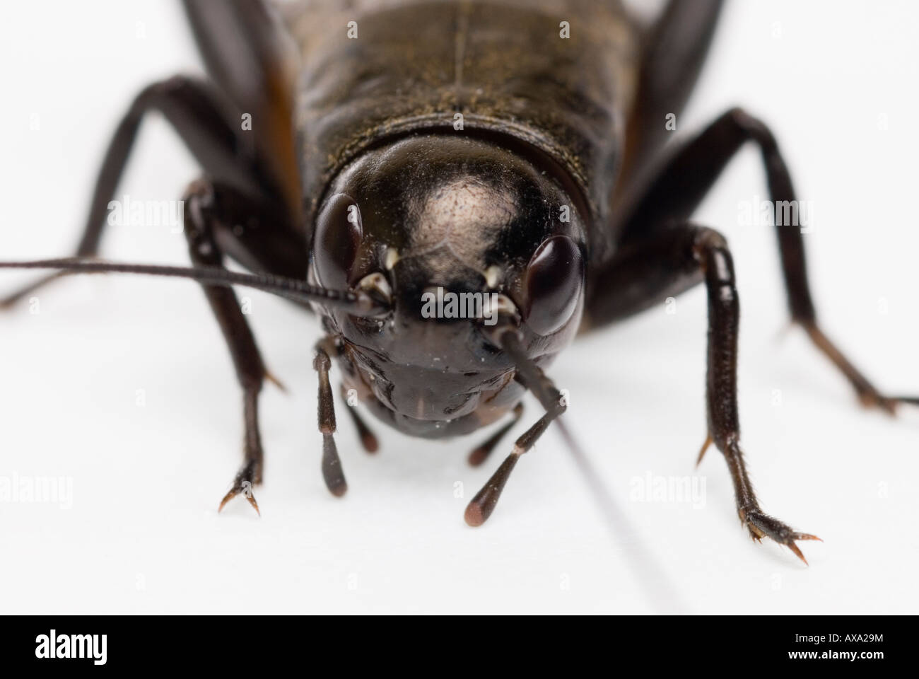 Bimaculatus hi-res stock photography and images - Alamy
