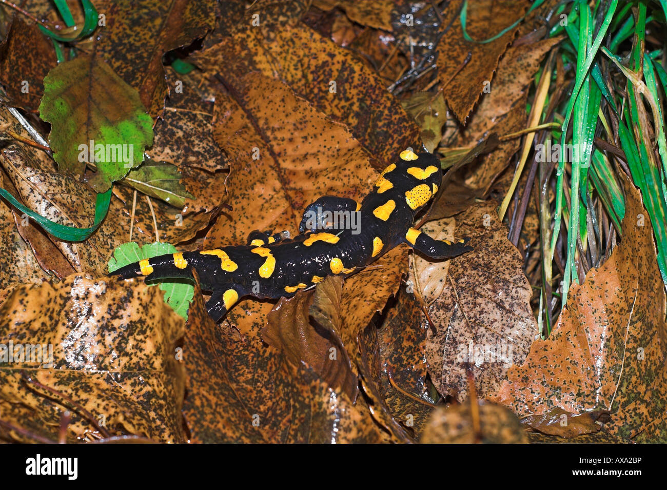 Fire Salamander (Salamandra salamandra Stock Photo - Alamy