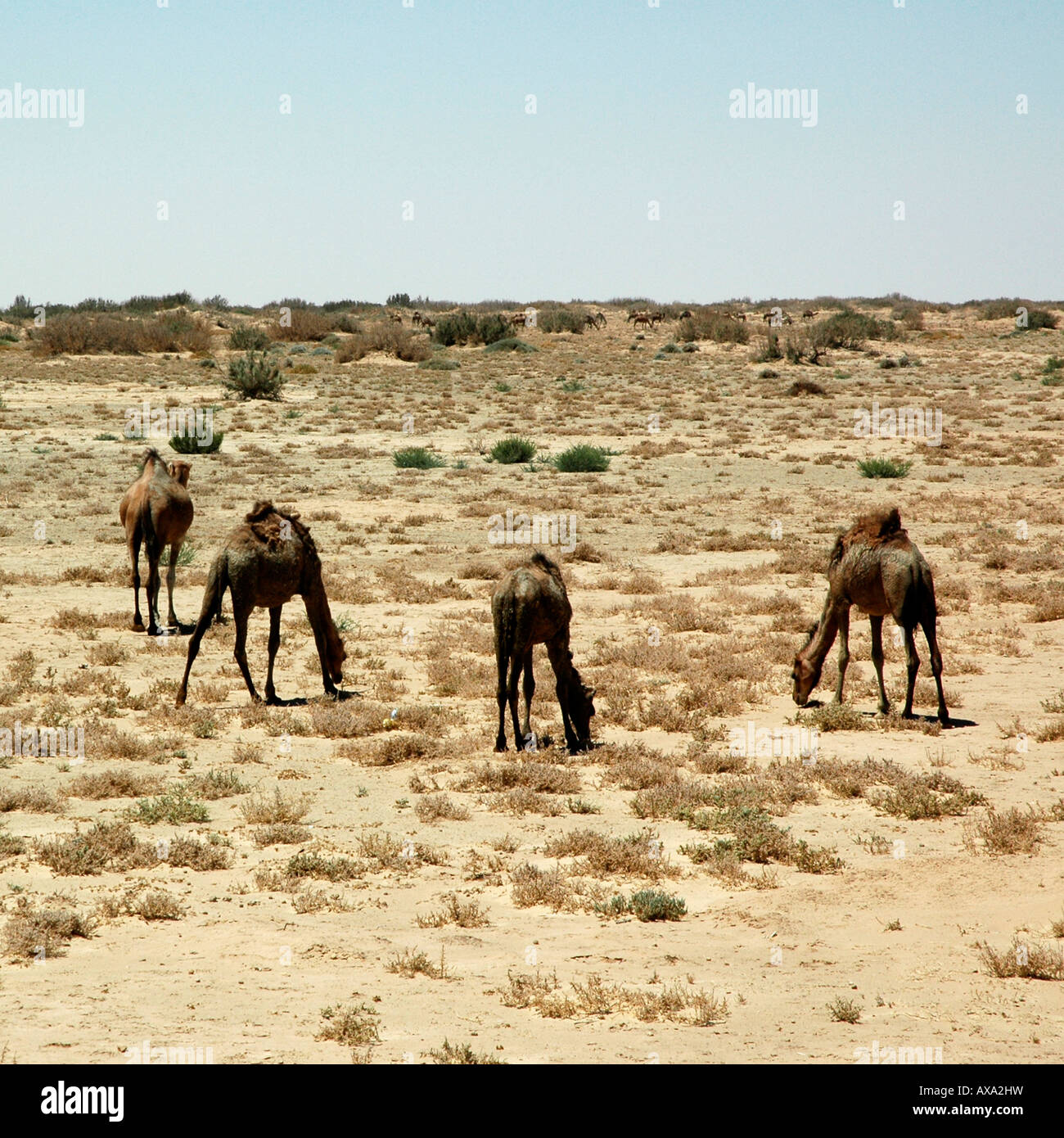 Tunisia chott el gharsa hi-res stock photography and images - Alamy