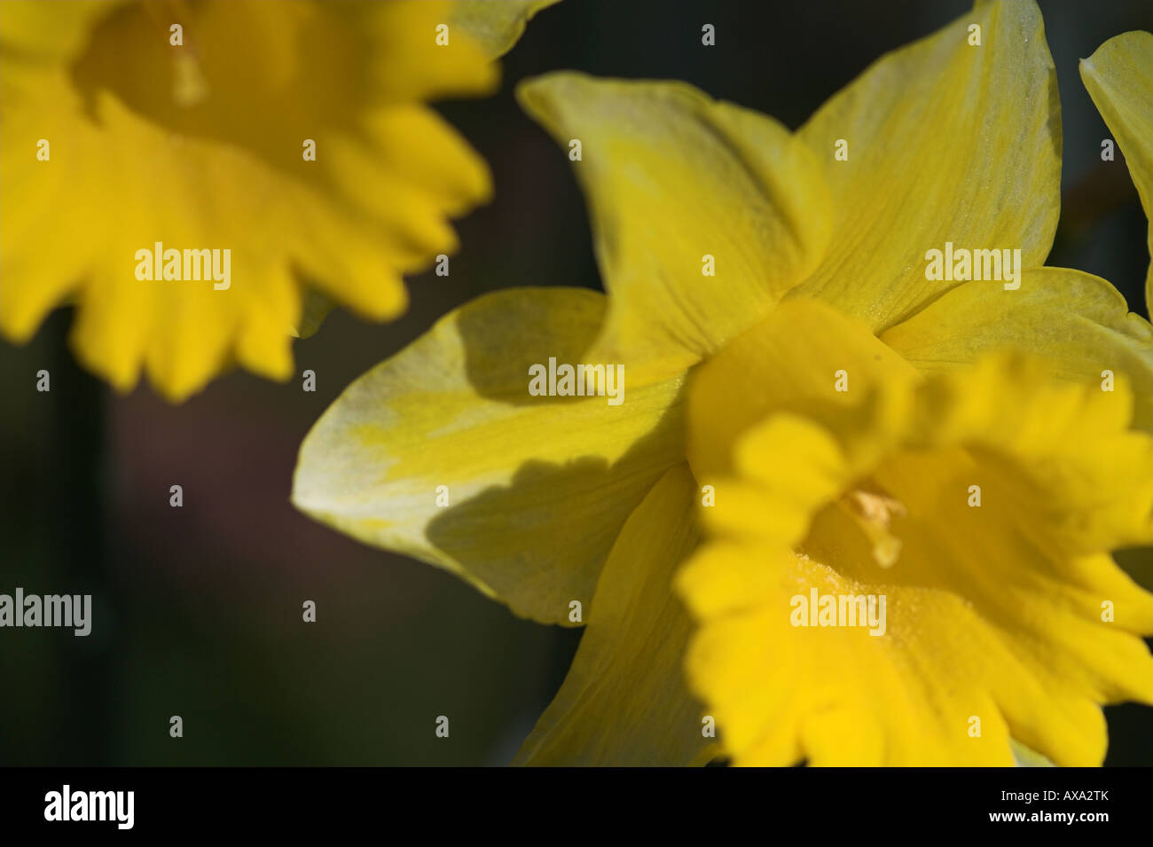 Two yellow daffodils Stock Photo - Alamy