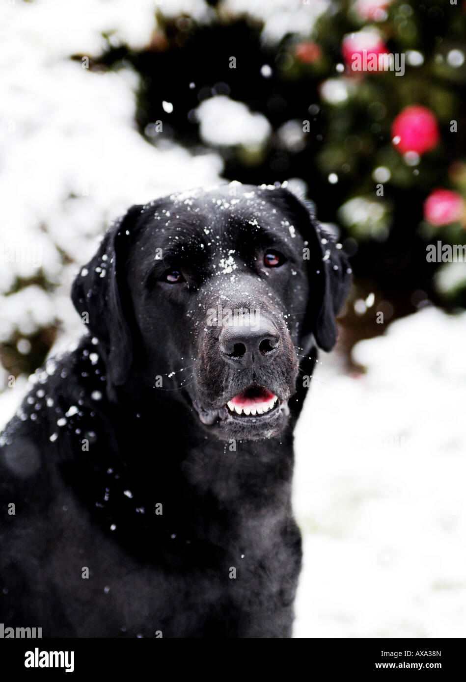 Black labrador dog poses in the snow. Taken at Easter Stock Photo - Alamy