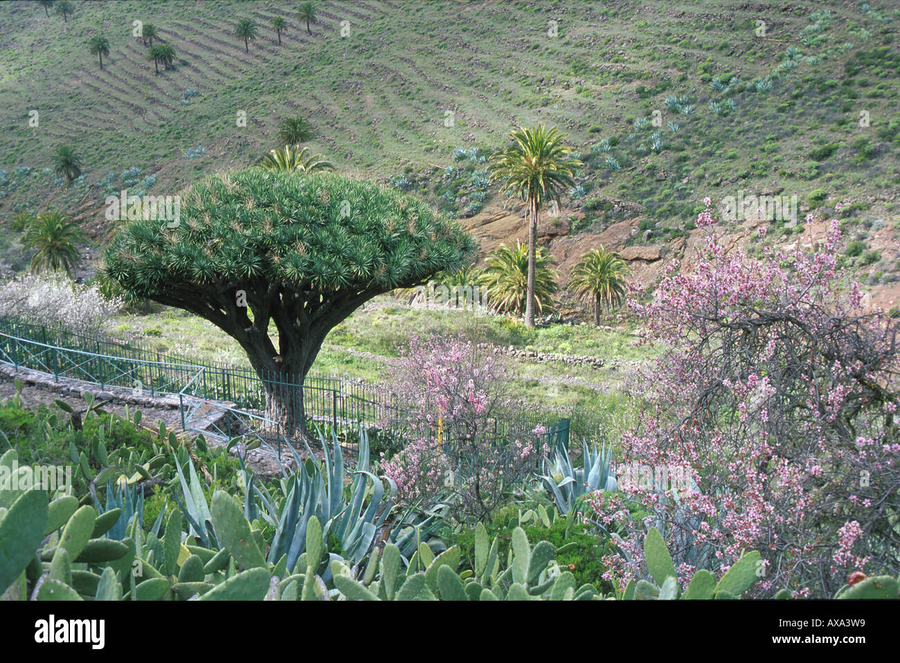 Dragon Tree Of Agalan High Resolution Stock Photography and Images - Alamy