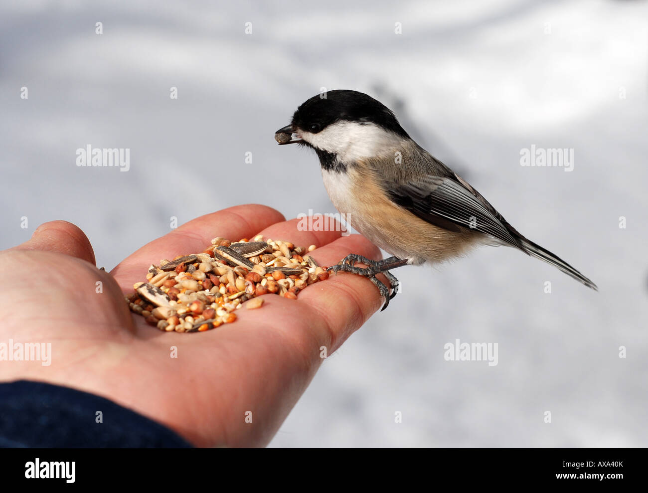 Chickadee on a hand Stock Photo - Alamy
