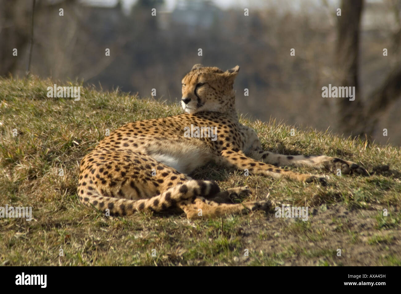 Cheetah in zoo hi-res stock photography and images - Alamy