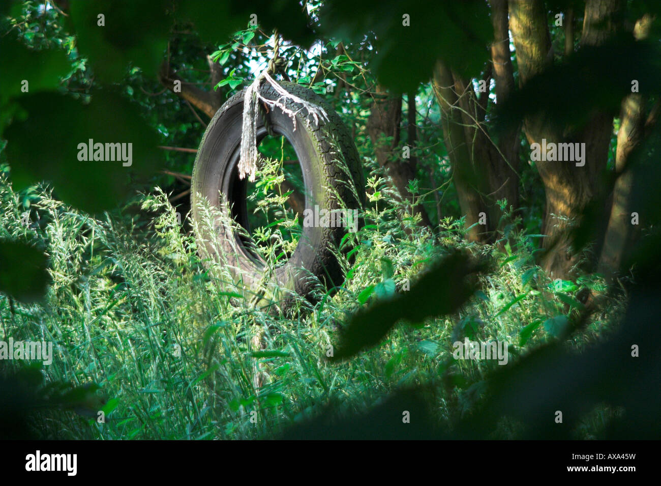 Tyre rope swing in a field framed by silouetted leaves Stock Photo - Alamy