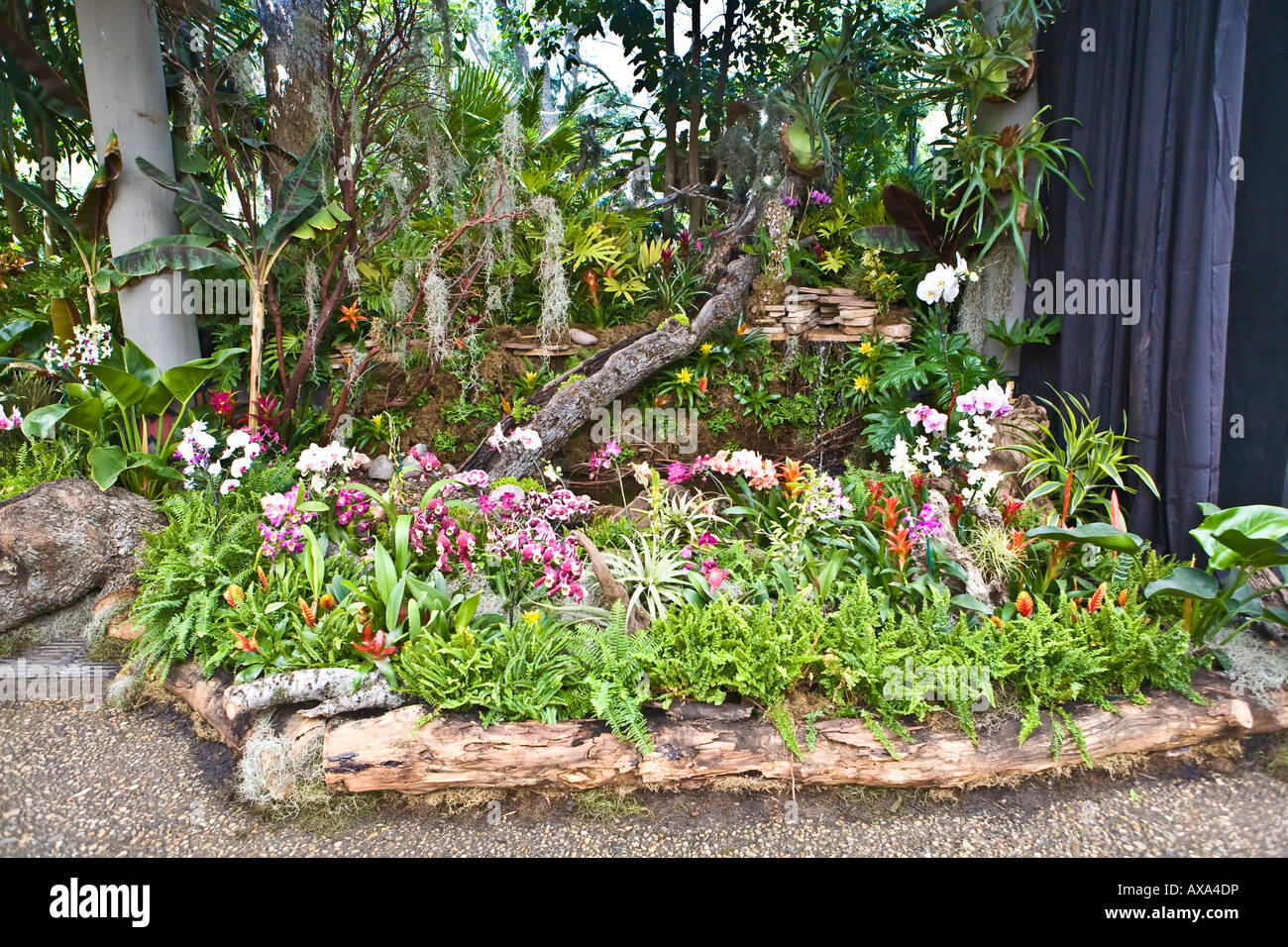Orchids on display at the San Diego Wild Animal Park Stock Photo - Alamy