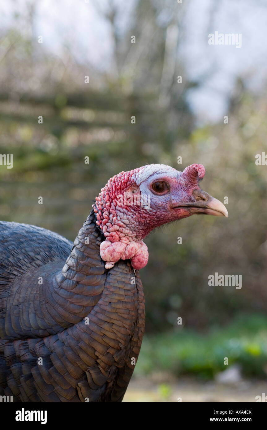 A portrait photograph of a turkey Stock Photo - Alamy