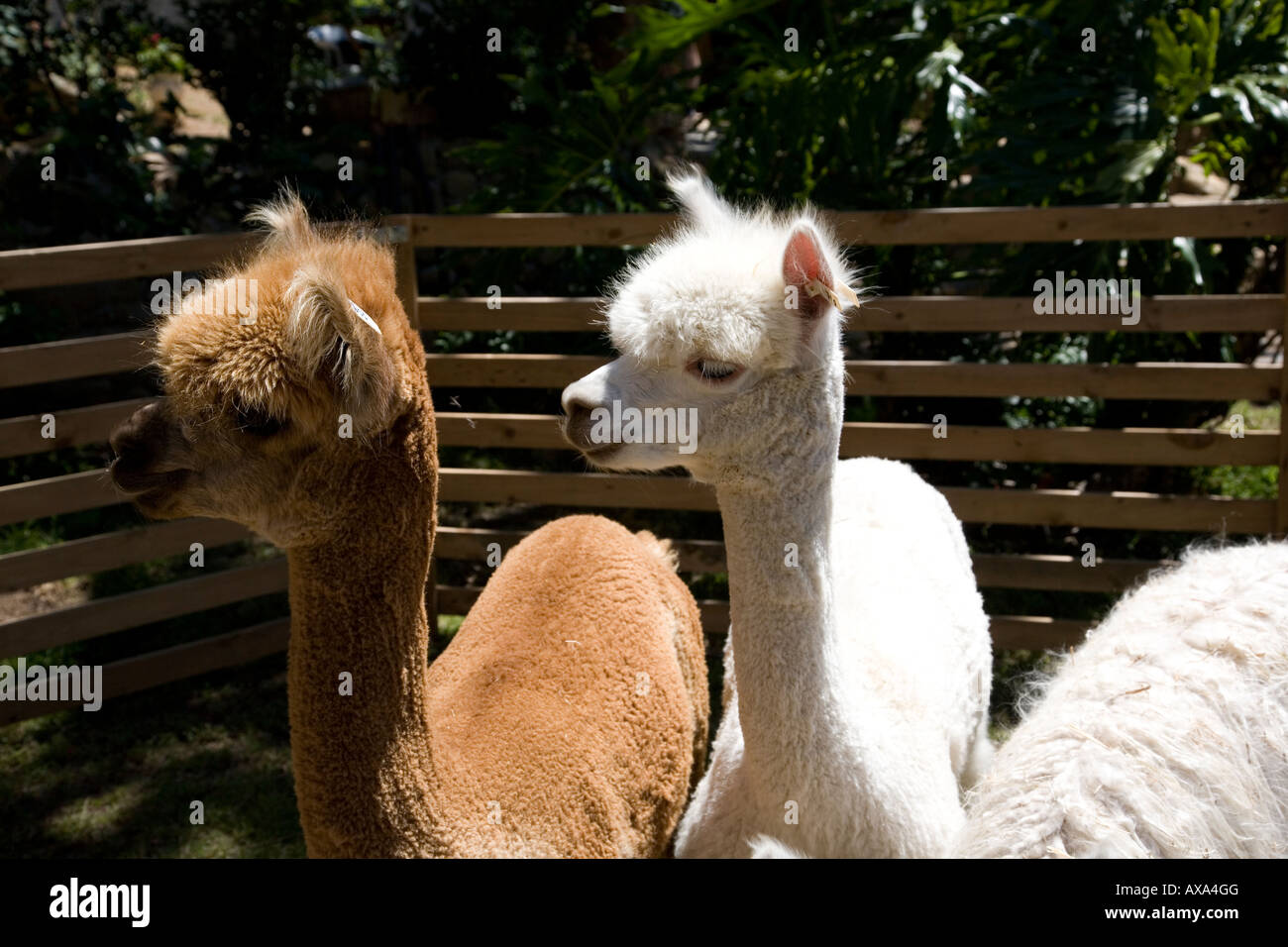 Alpaca enclosure hi-res stock photography and images - Alamy