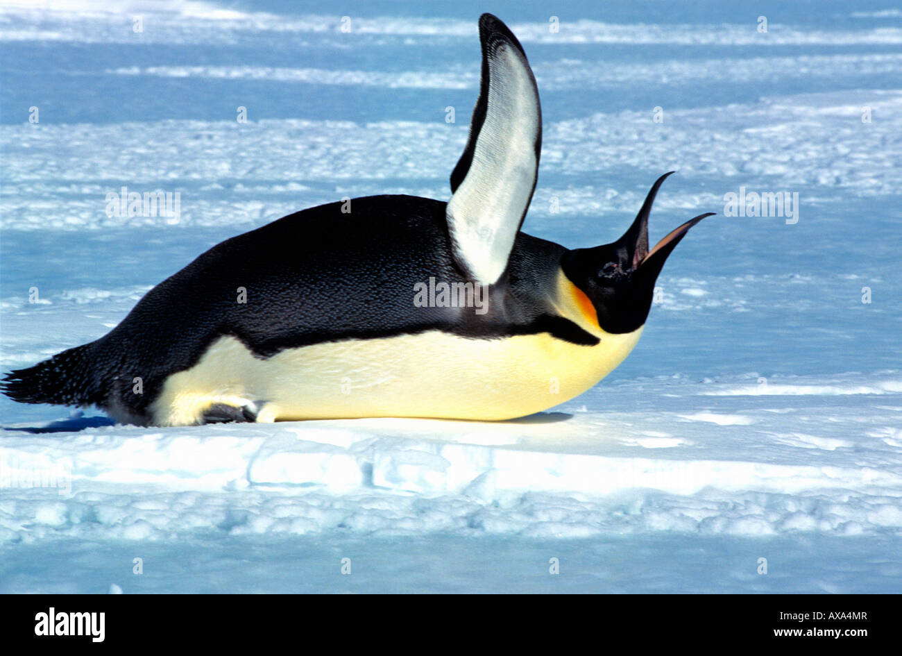 Emperor penguins tobogganing hi-res stock photography and images - Alamy
