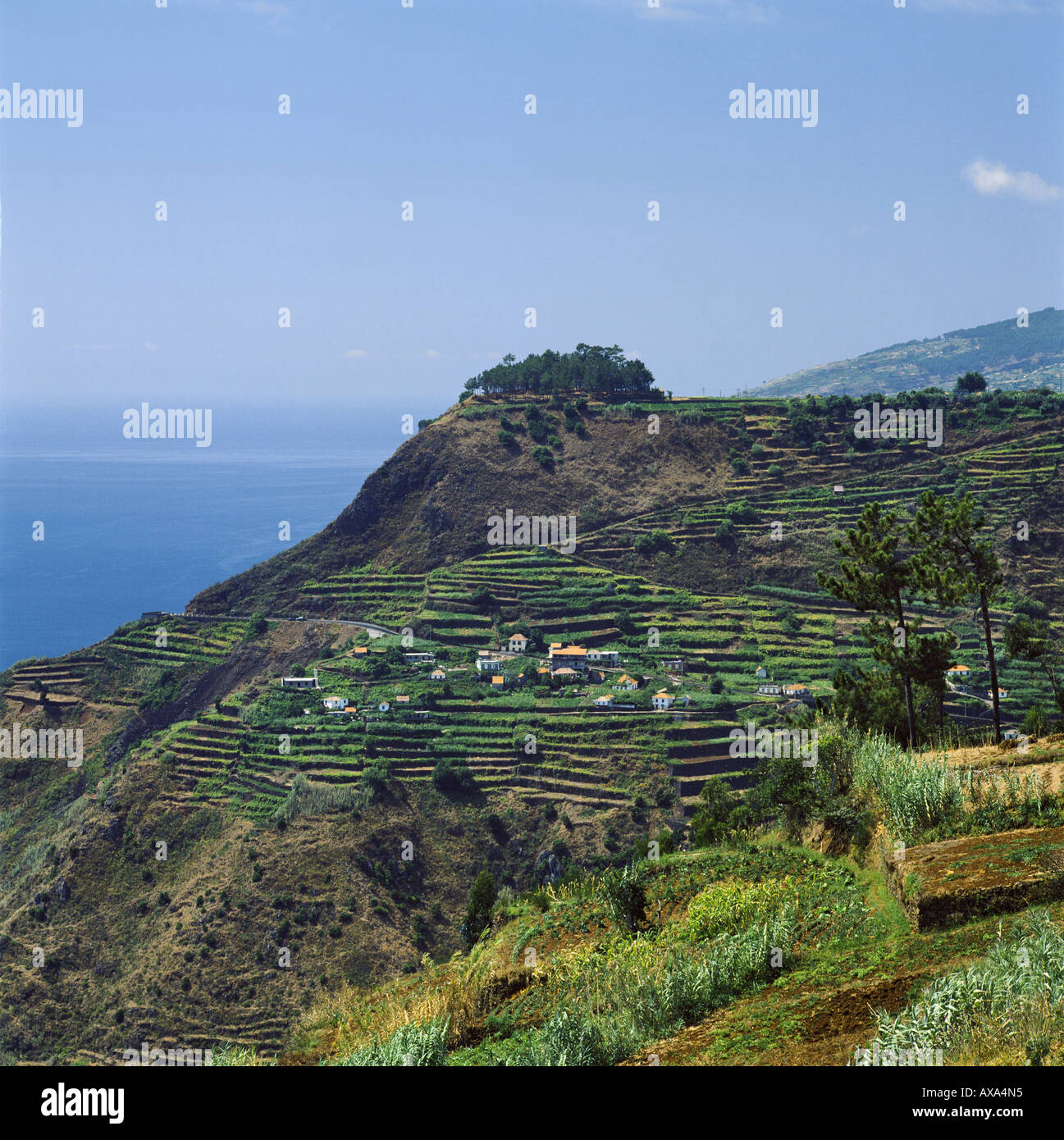 Portugal, Madeira, terraced farms on hillside near Calheta Stock Photo ...