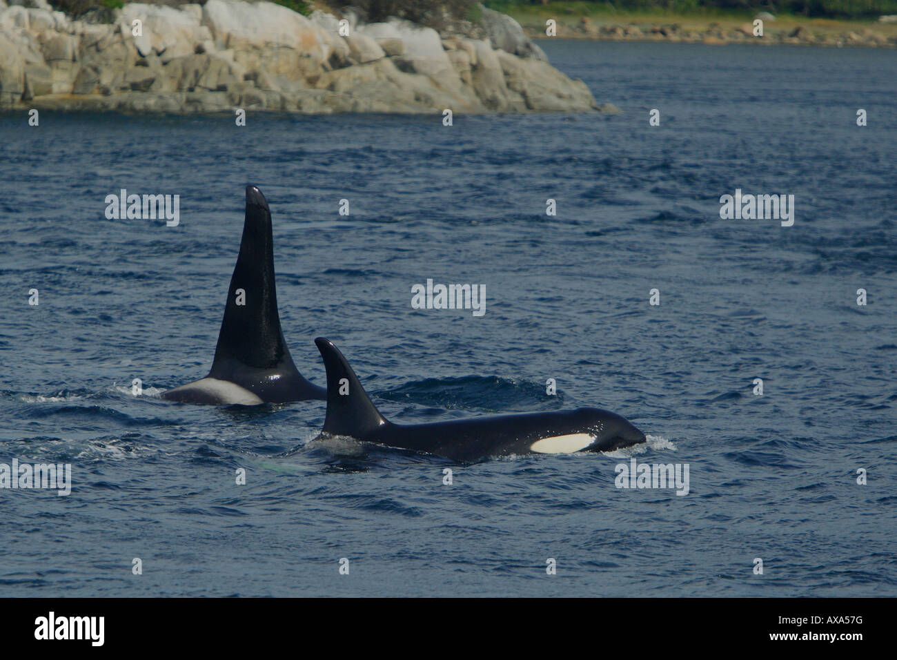 A male and female orca killer whales Stock Photo - Alamy