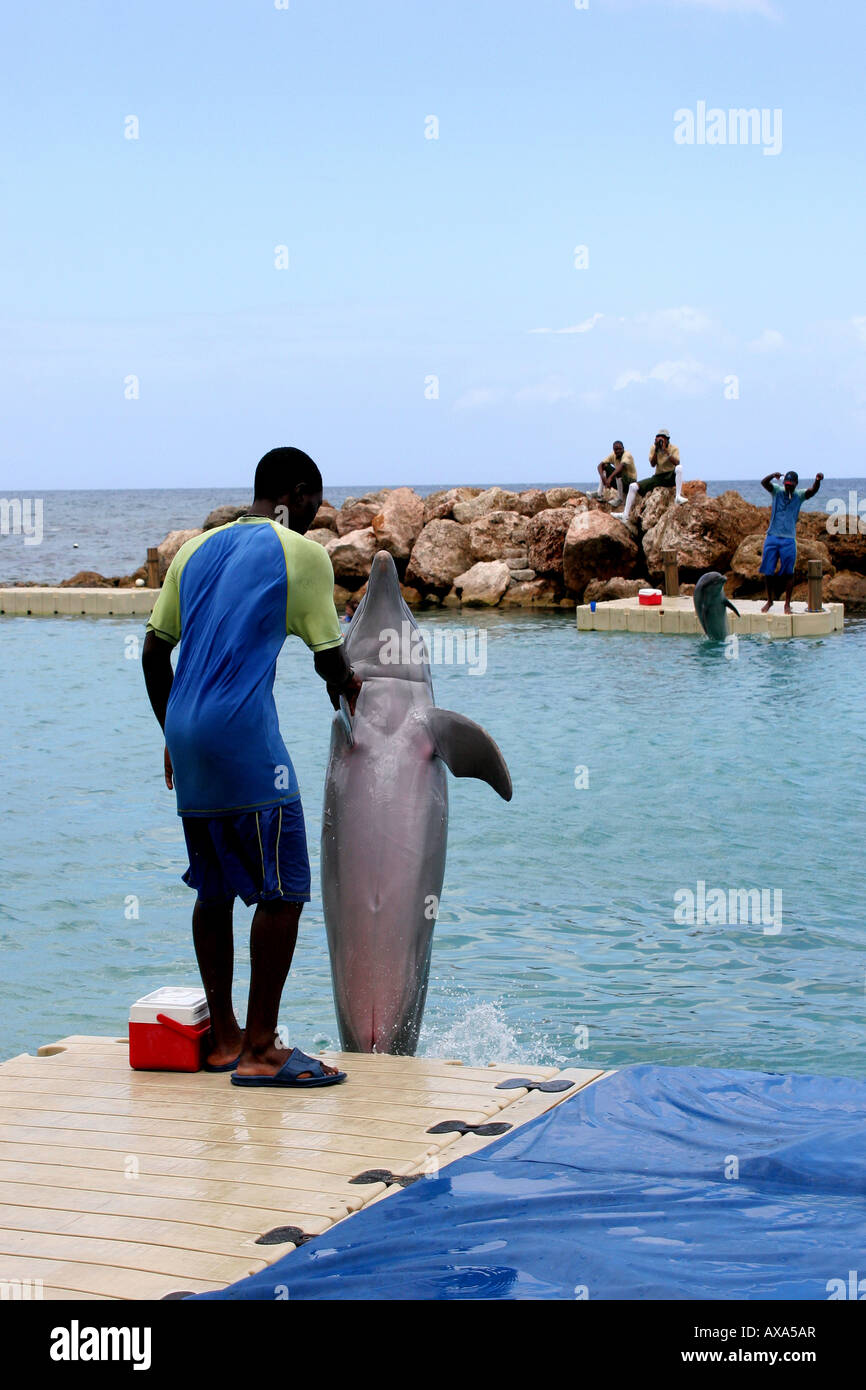 Dolphin Cove Jamaica Logo