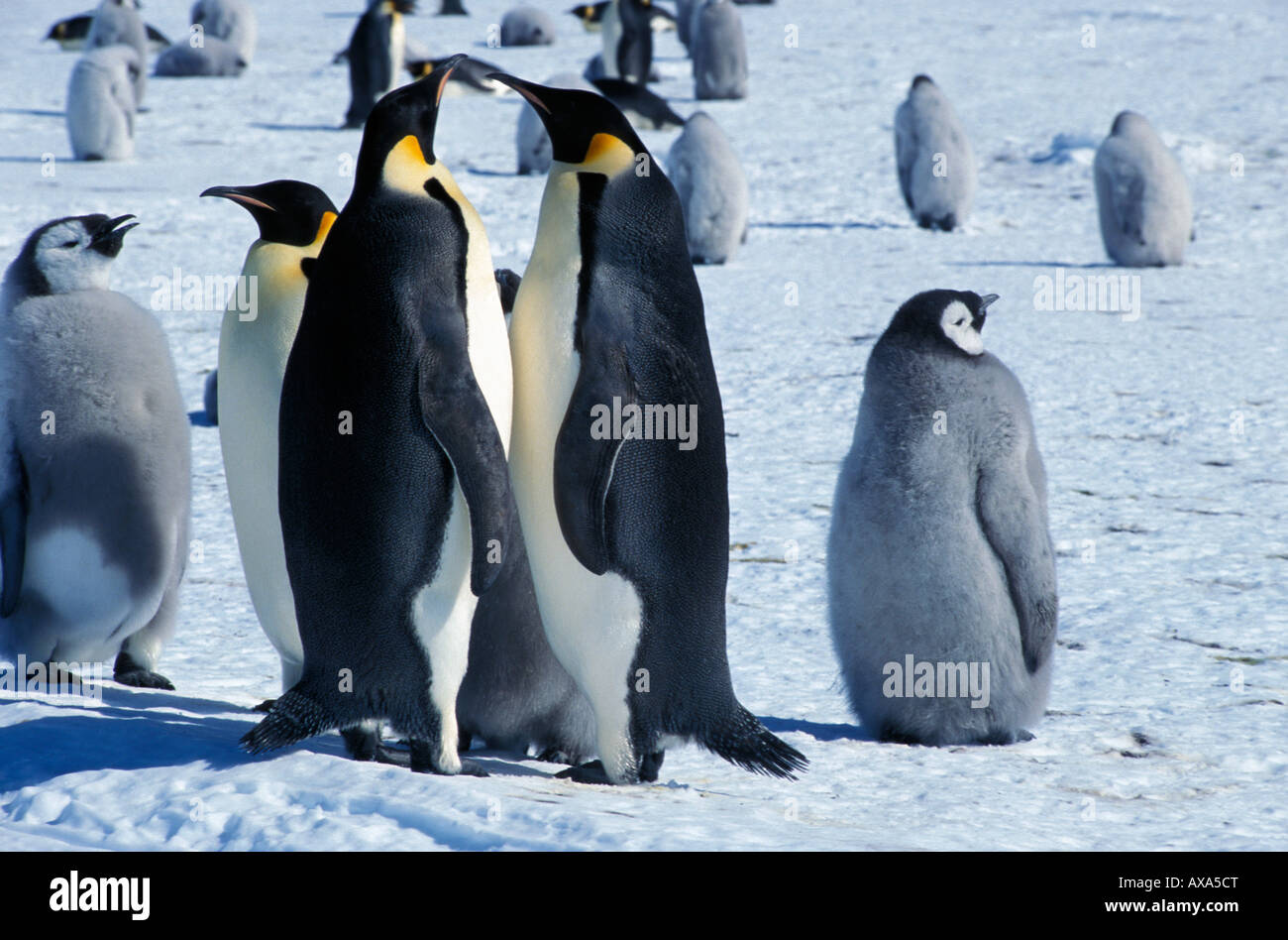 Manchot empereur hi-res stock photography and images - Alamy