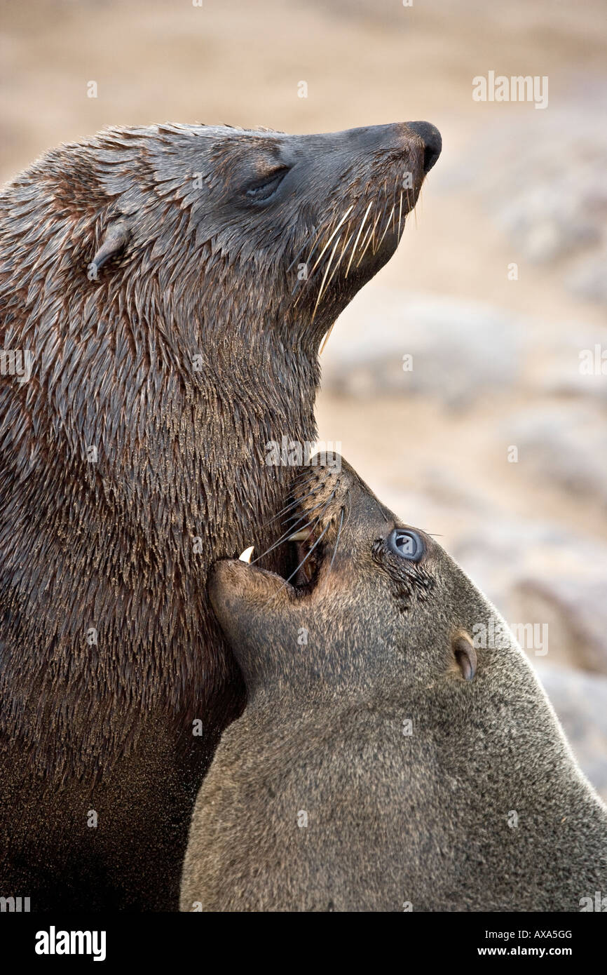 Cape Cross Seal Reserve Namibia Stock Photo - Alamy