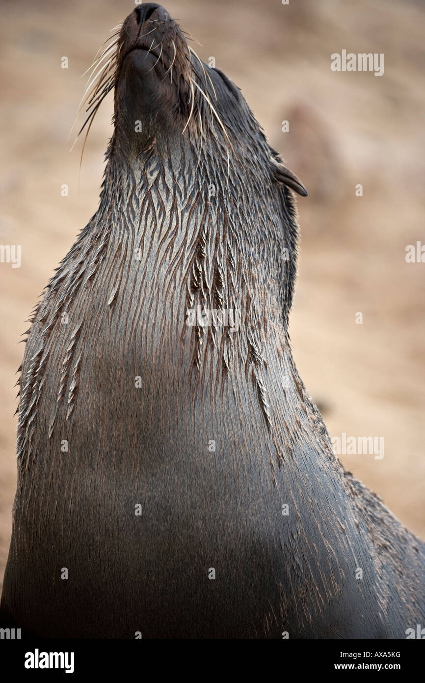 Cape Cross Seal Reserve Namibia Stock Photo - Alamy