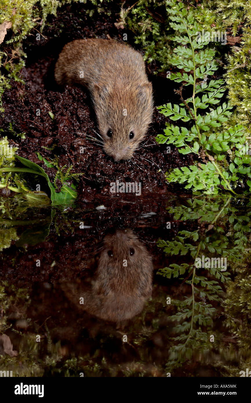 Field Vole or Short Tailed Vole Microtus agrestis by water with ...