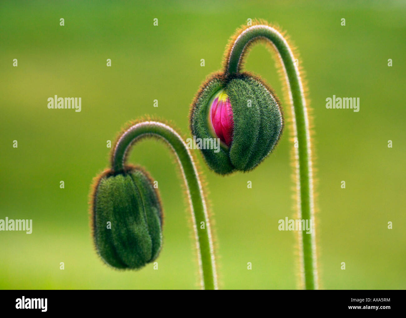 Opium poppy buds hi-res stock photography and images - Alamy