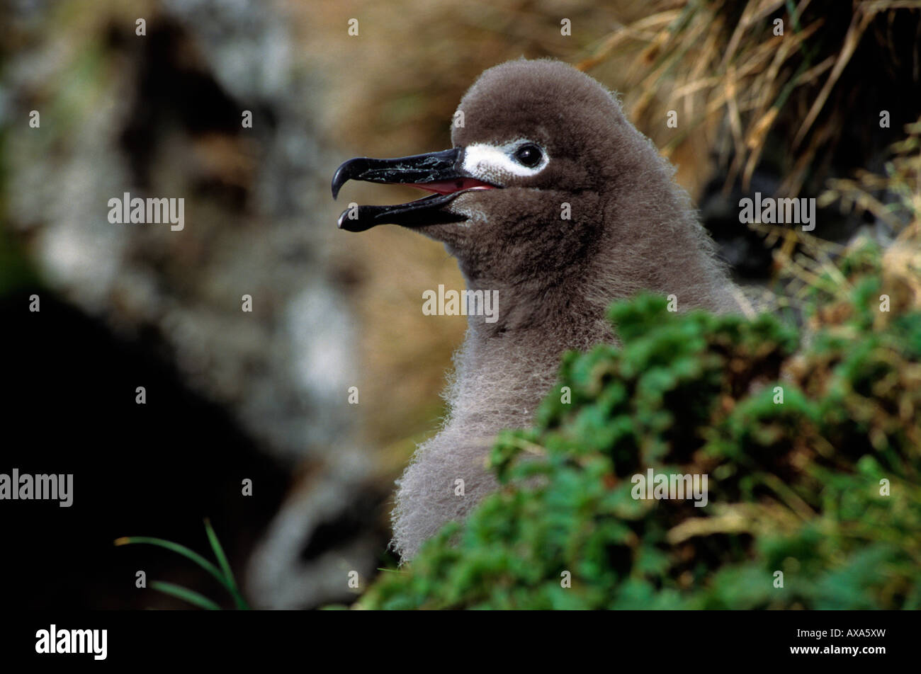 Crozet hi-res stock photography and images - Alamy