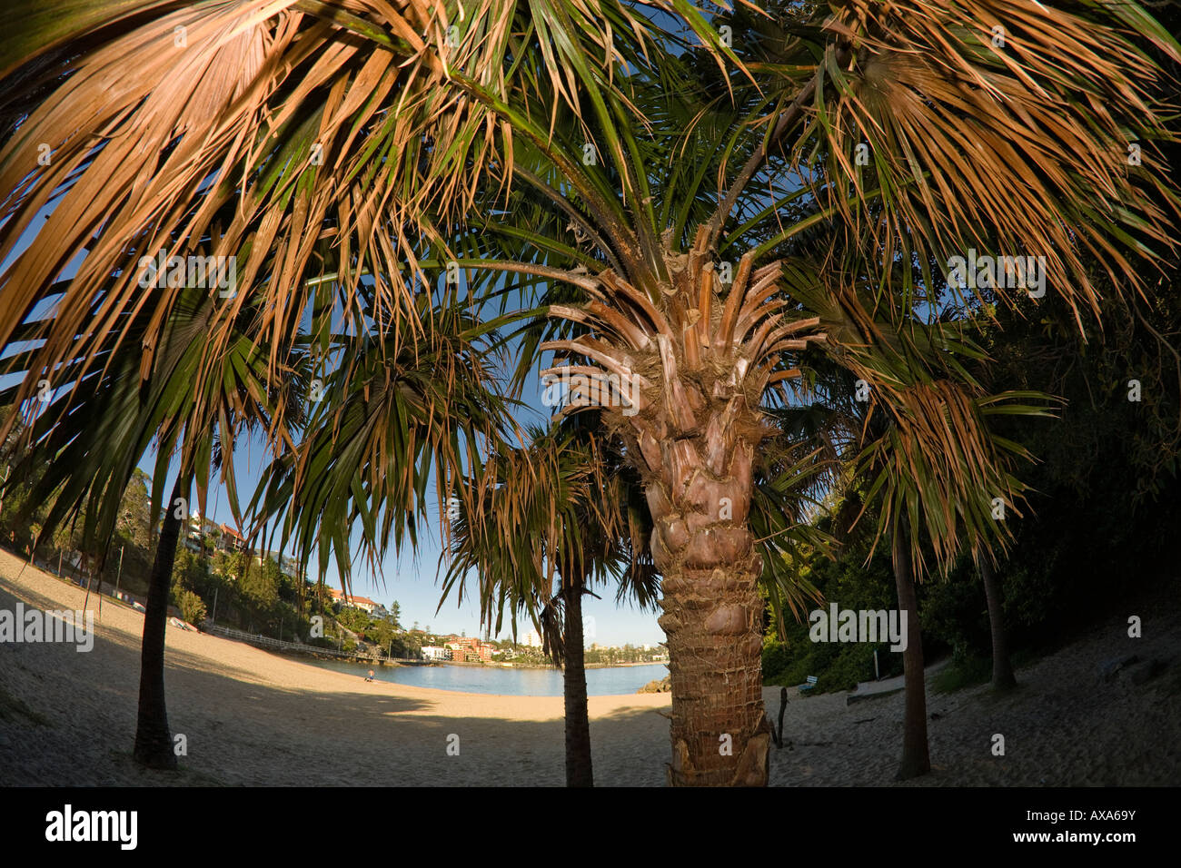 Palm tree at Cabbage Tree Bay Manly Stock Photo - Alamy