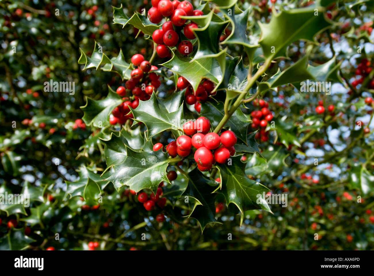 The holly bush hi-res stock photography and images - Alamy