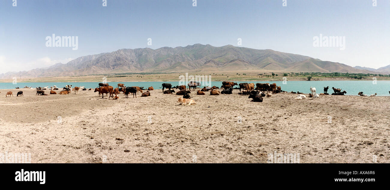 Cow Herd, Silk Road, Uzbekistan Stock Photo - Alamy