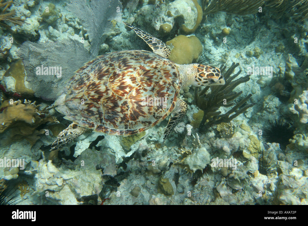 hawksbill sea turtle St John coral reef Virgin Stock Photo - Alamy