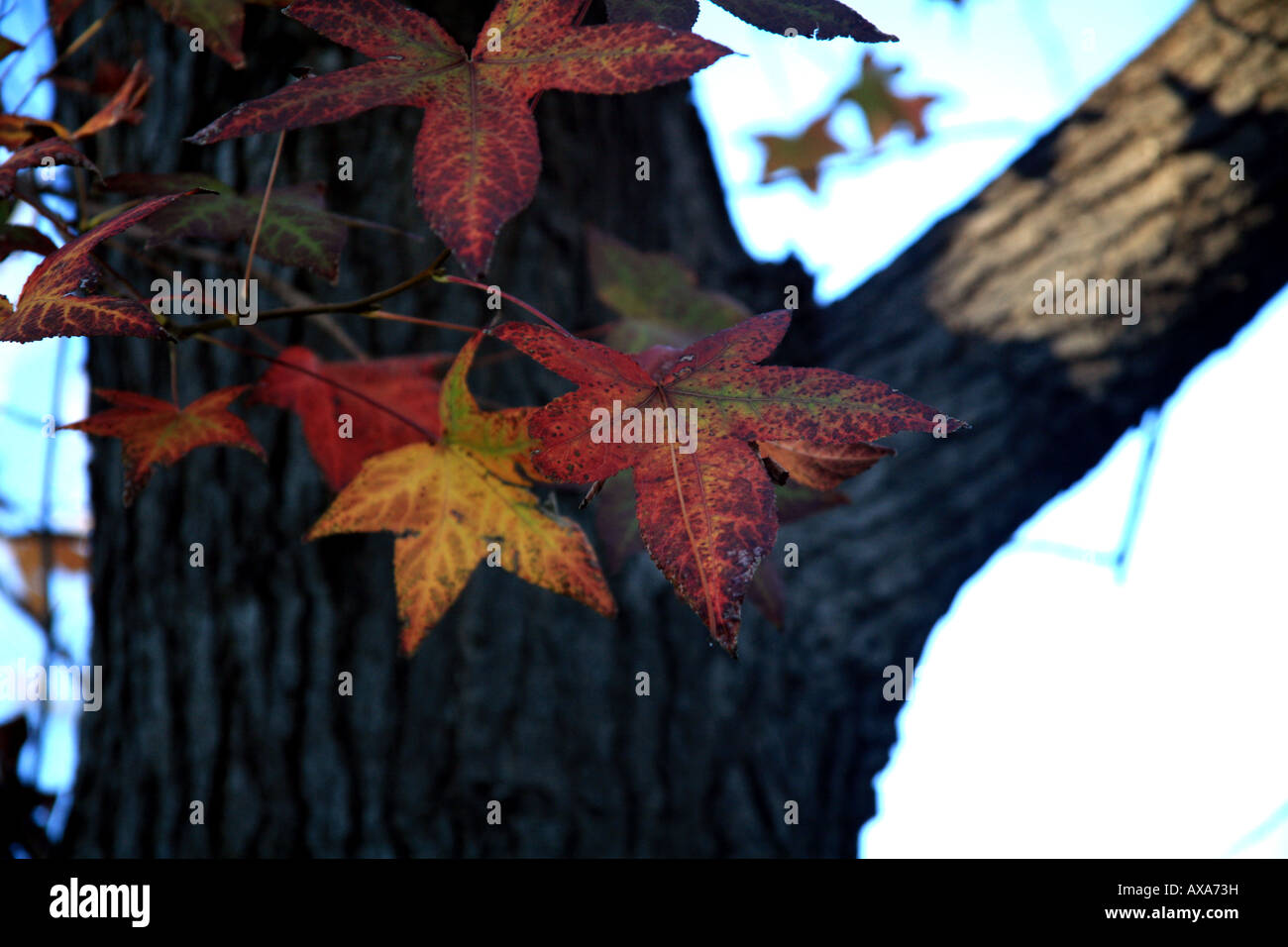 Calendar leaf hi-res stock photography and images - Alamy