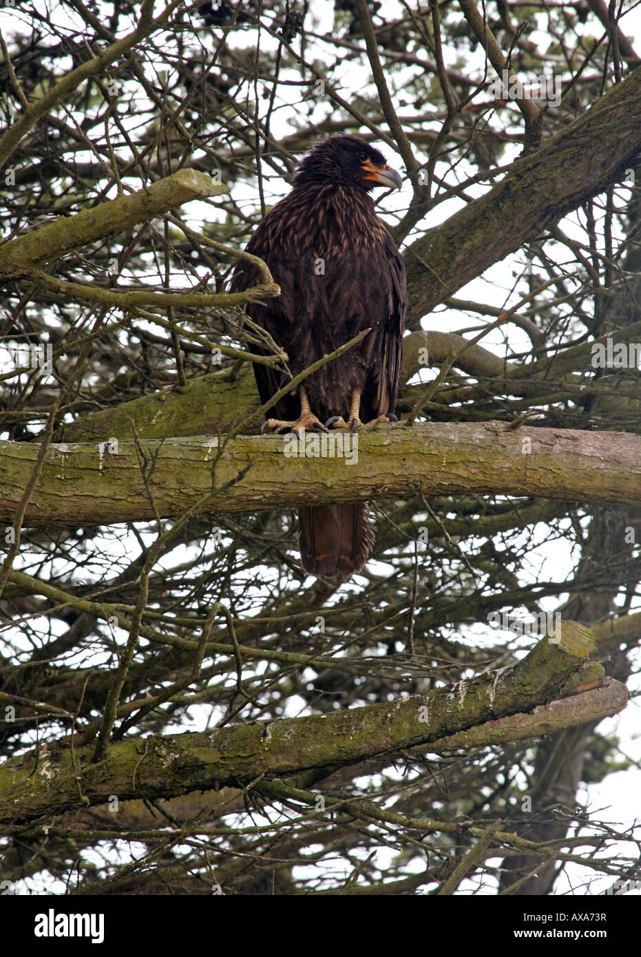 large raptor sits perched on a tree limb Stock Photo - Alamy