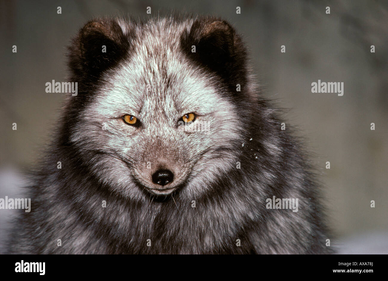 renard polaire Arctic Fox Vulpes lagopus Alopex lagopus different phase ...