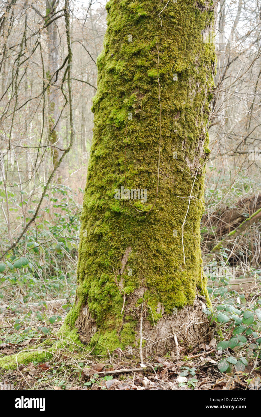 Mossed Covered Tree Trunk Stock Photo - Alamy