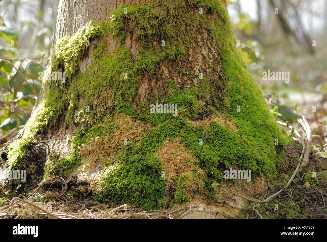 Moss covered base hi-res stock photography and images - Alamy