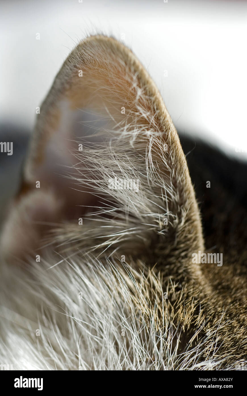 Cat ear close up hi-res stock photography and images - Alamy