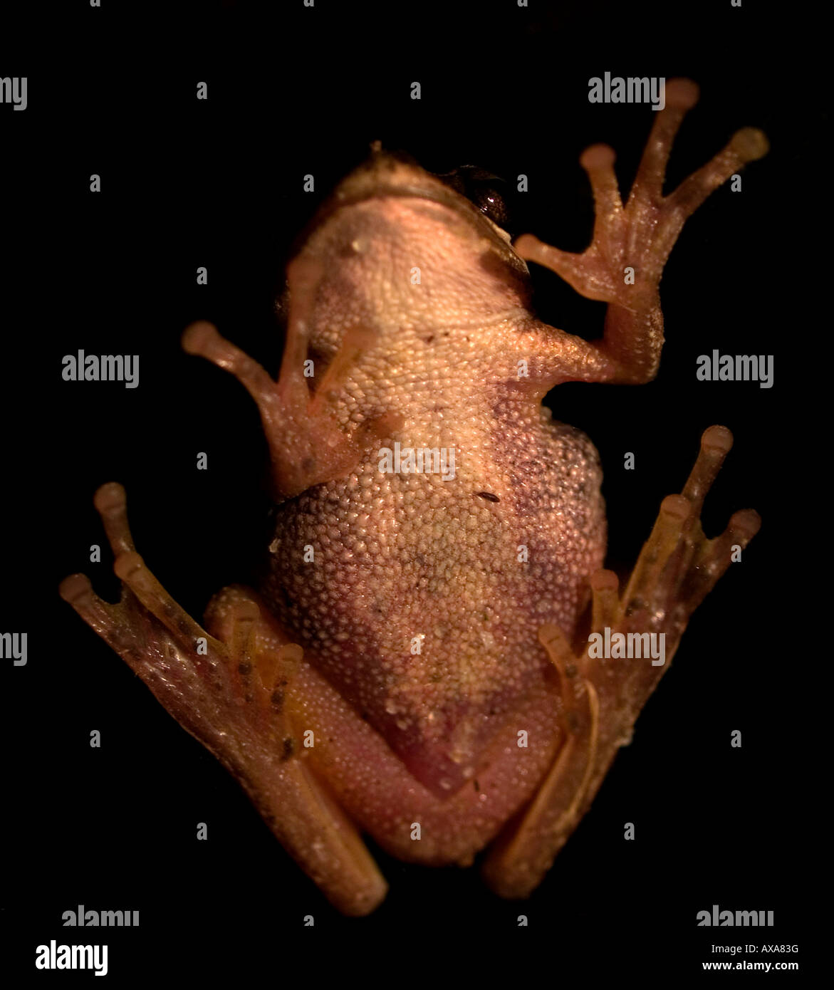 Frog belly hi-res stock photography and images - Alamy