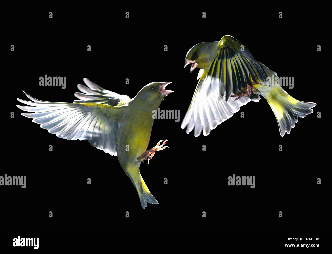 The Finches High Resolution Stock Photography and Images - Alamy