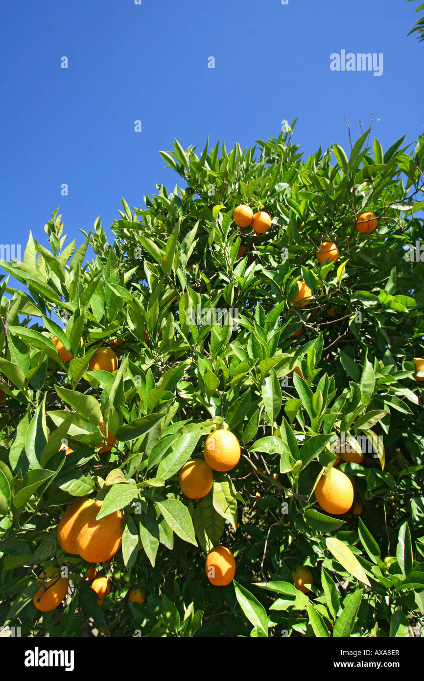 Oranges on orange trees Stock Photo - Alamy