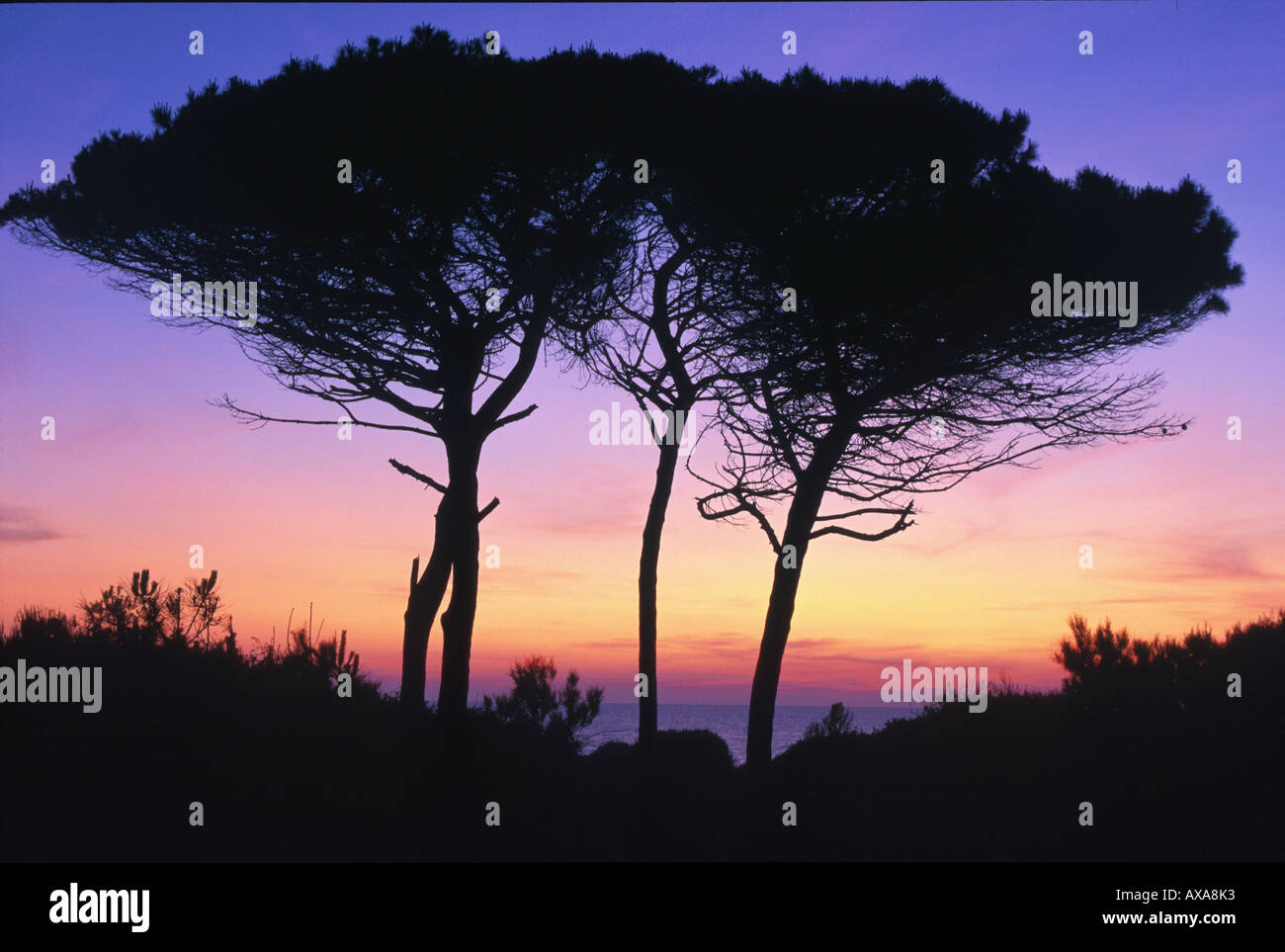 Pinien Toskana, Italien Stock Photo - Alamy