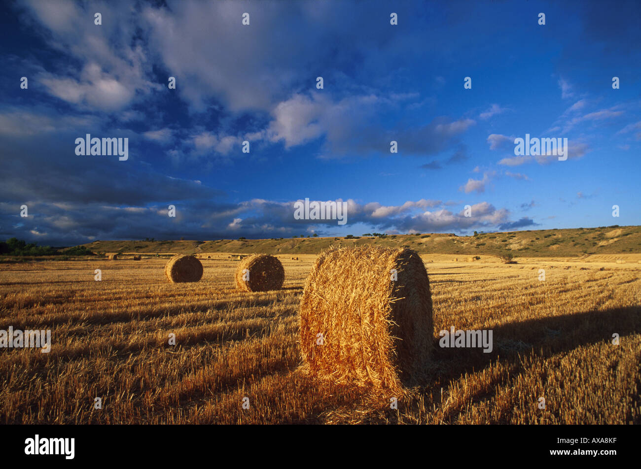 Weizenfelder hi-res stock photography and images - Alamy