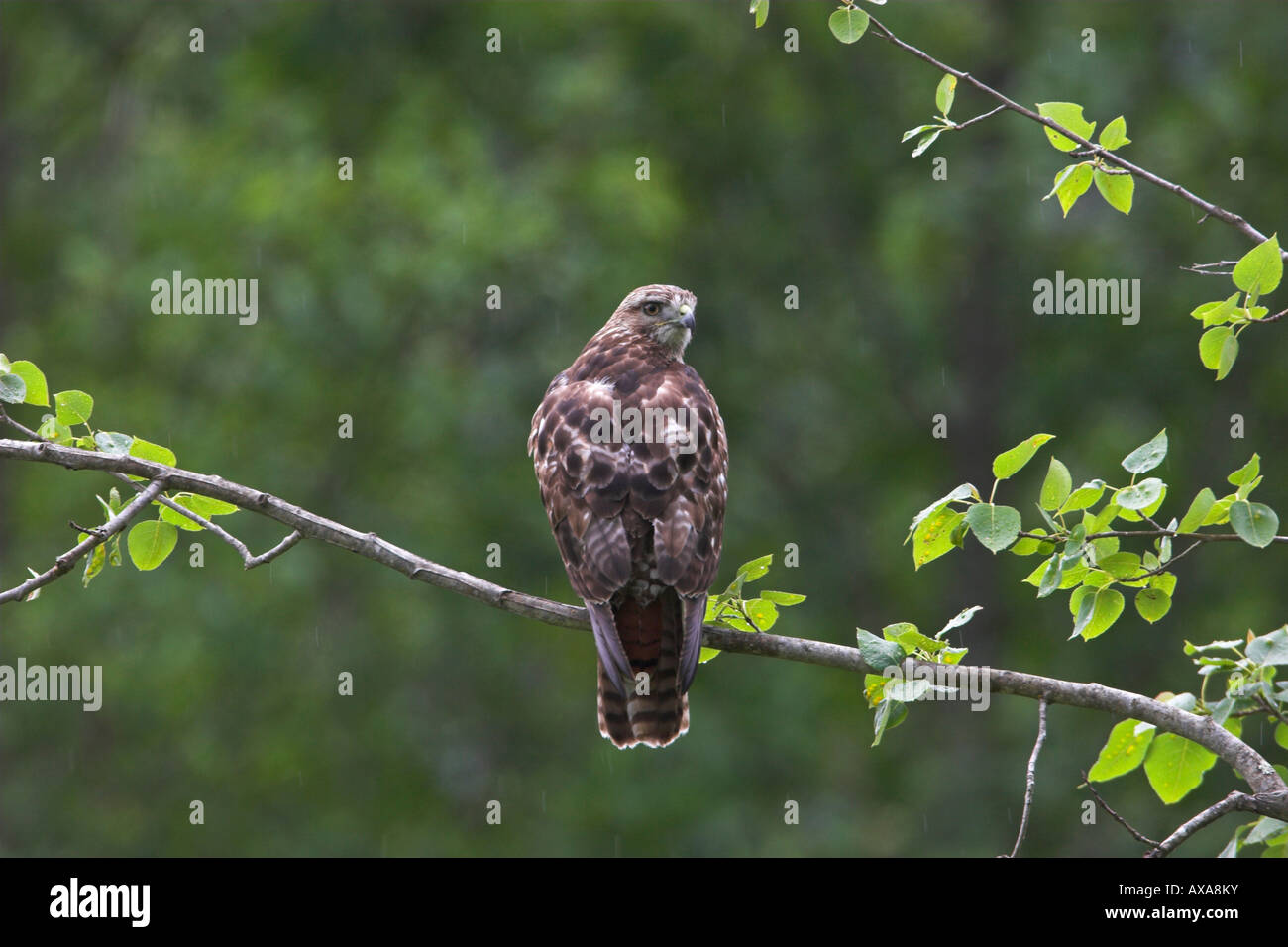 Red-tailed Hawk Buteo jamaicensis on tree branch in the rain showing ...