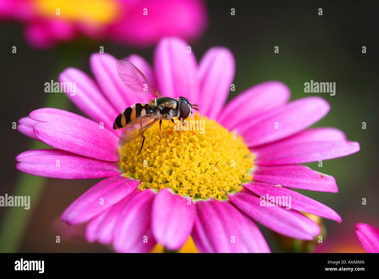CLOSE UP OF A HOVER BEE FEEDING ON A FLOWER BAPDA9262 Stock Photo - Alamy