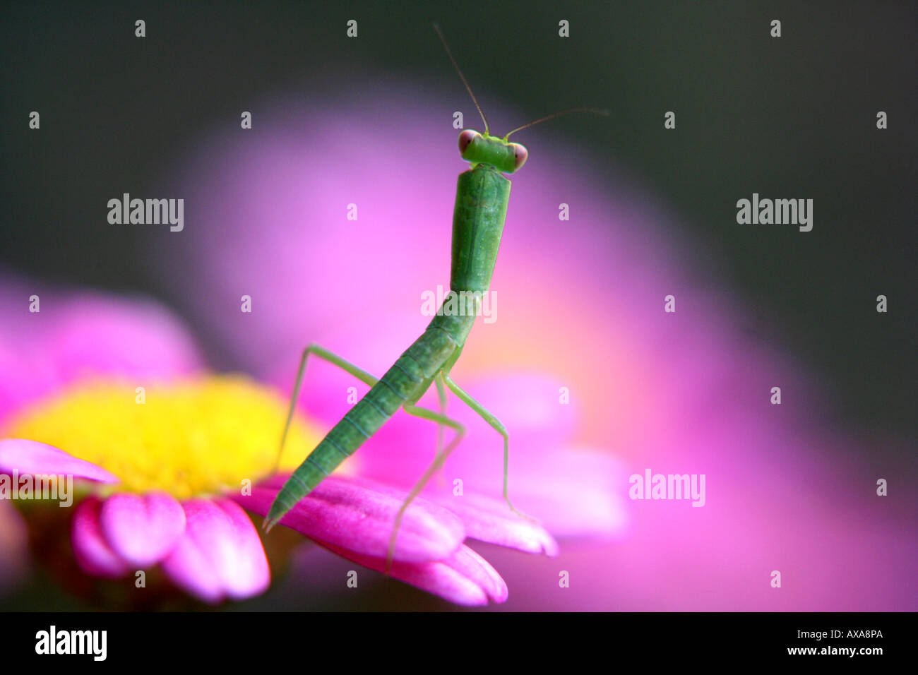 Baby mantises hi-res stock photography and images - Alamy