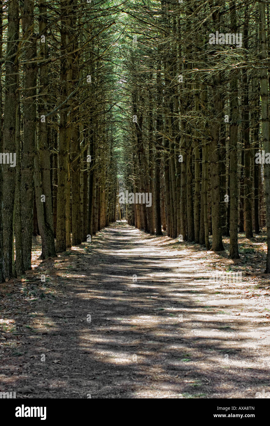 Established woods hi-res stock photography and images - Alamy