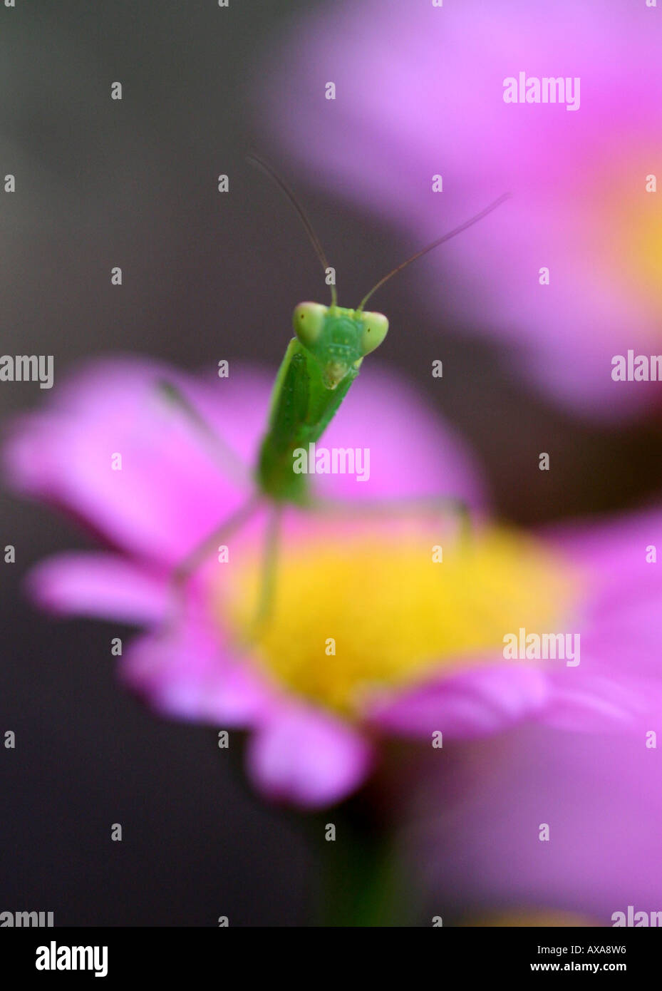 Colourful mantis flower hi-res stock photography and images - Alamy