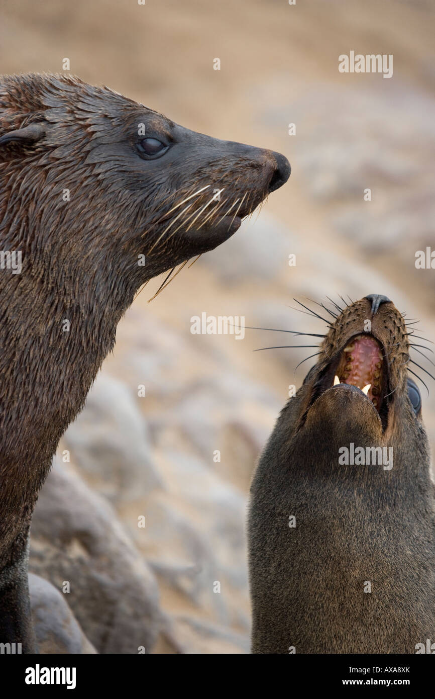Cape Cross Seal Reserve Namibia Stock Photo - Alamy