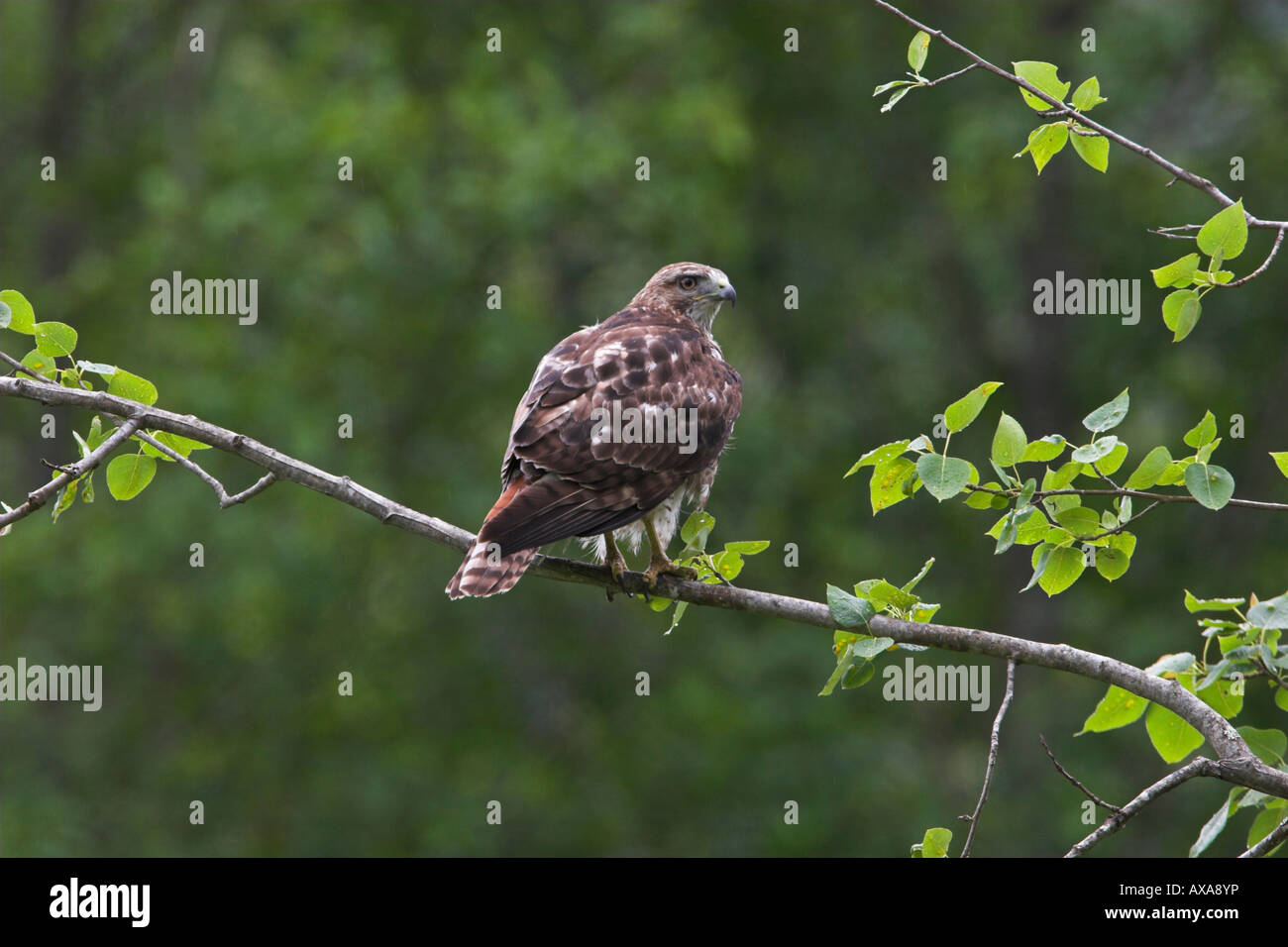 Red tailed hawk on tree branch hi-res stock photography and images - Alamy