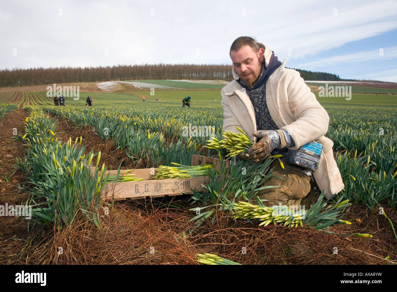 Commercial flowers; migrant Daffodil picker, picking and harvesting ...