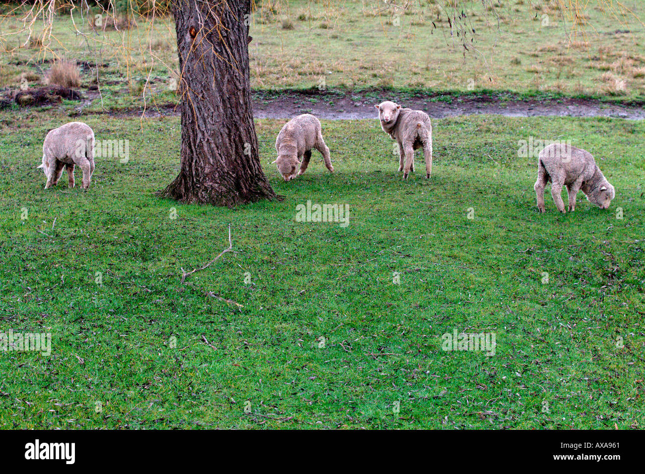 Sheep Tasmania Australia Stock Photo - Alamy