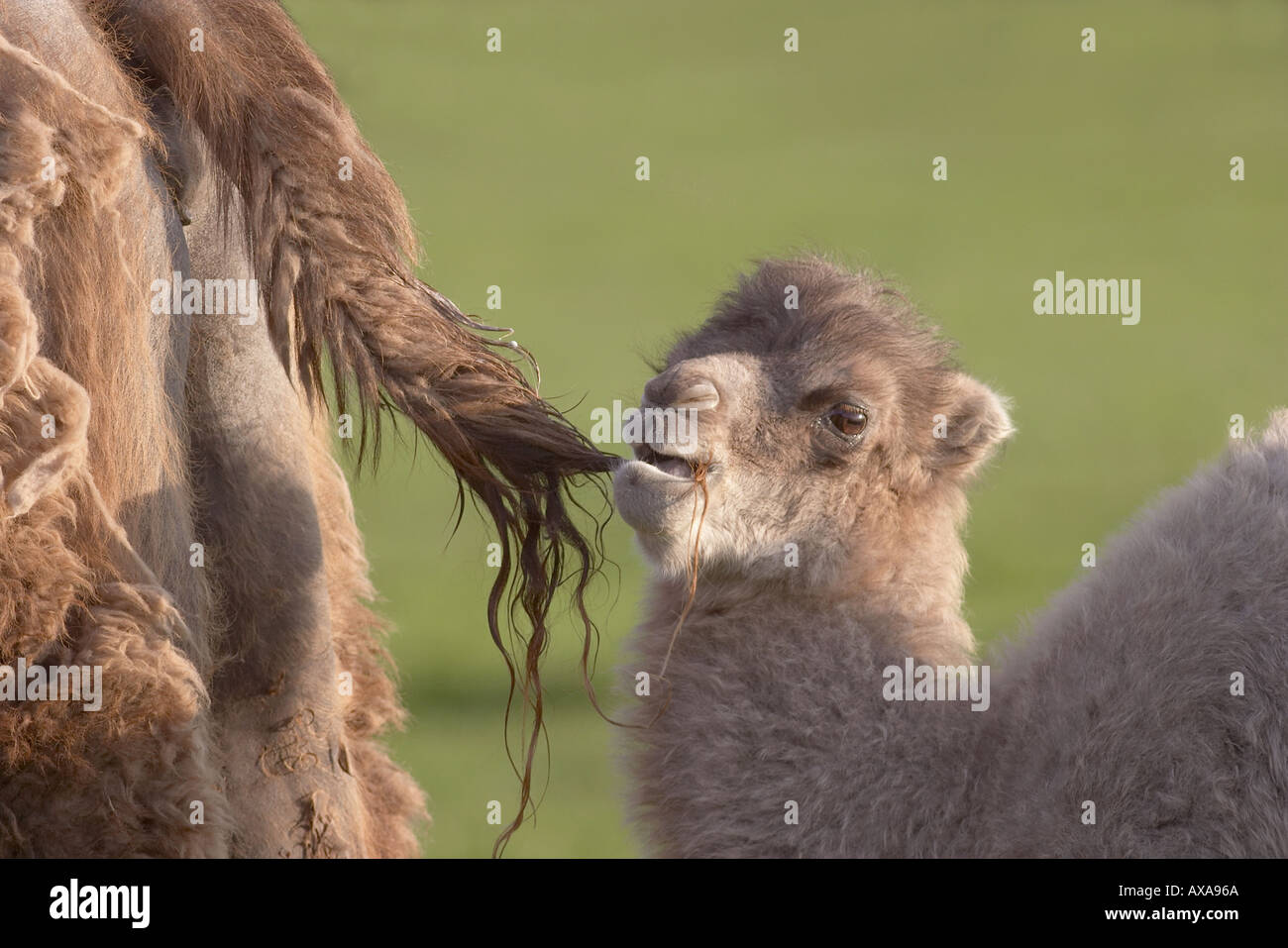 Young Bactrian Camel Stock Photo - Alamy