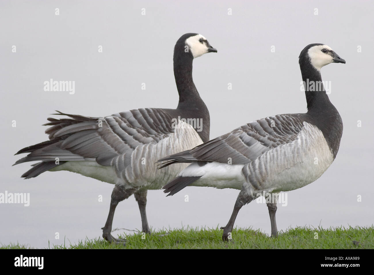 Pair of Barnacle Geese Branta leucopsis Stock Photo - Alamy